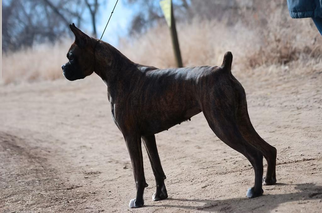 Sovrano Boxers in Colorado | Boxer puppies | Good Dog