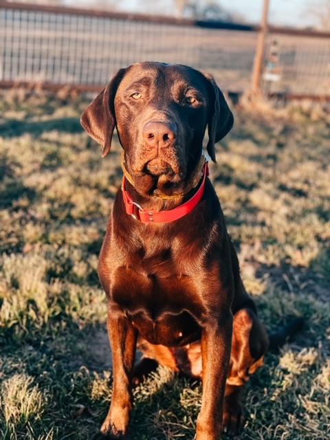 Shining Diamonds Kennels in Texas | Labrador Retriever puppies | Good Dog