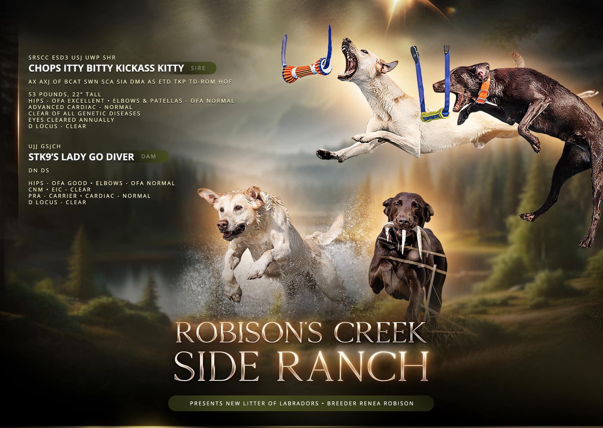 Robison’s Creek Side Ranch in Illinois | Labrador Retriever puppies | Good Dog