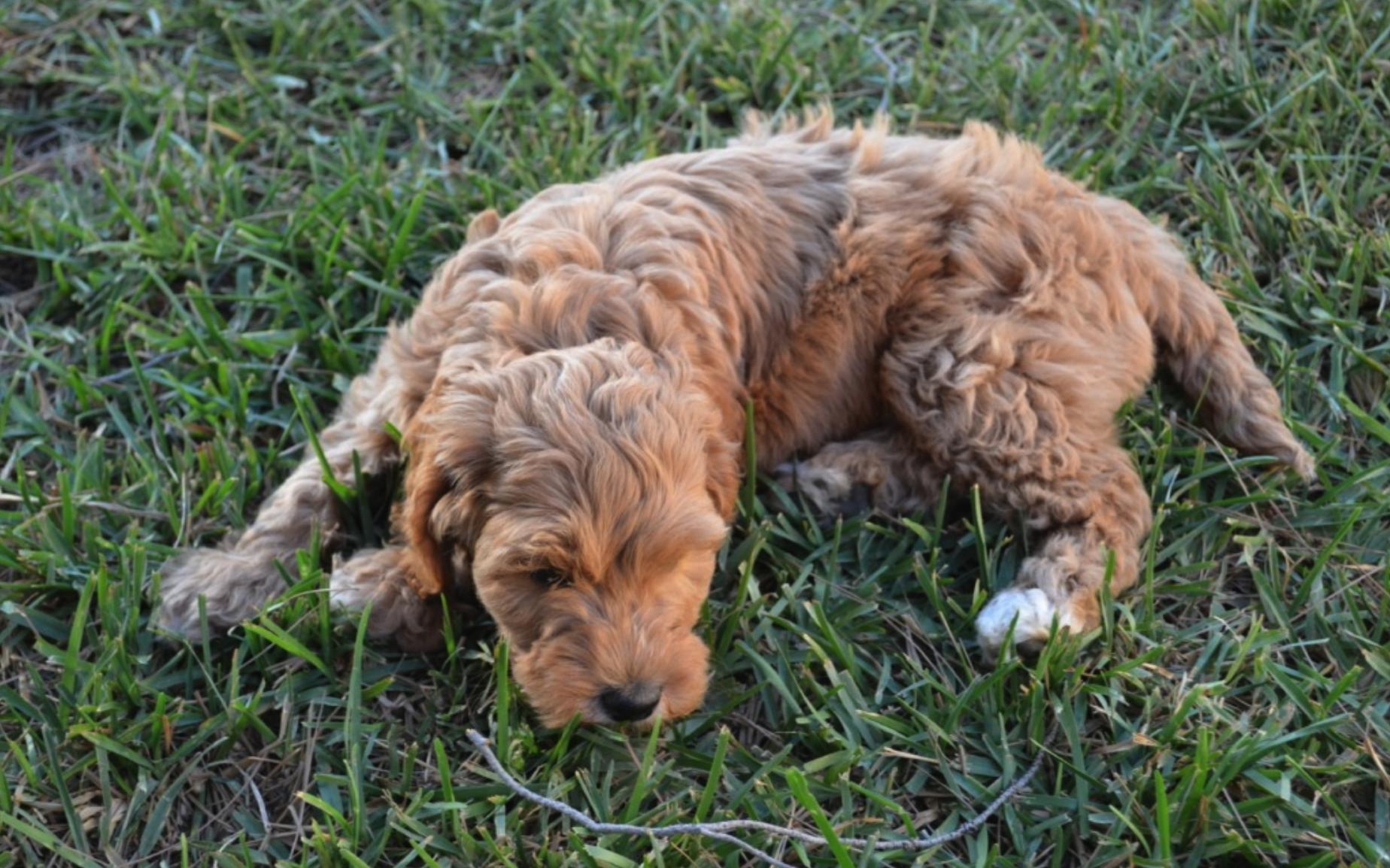 Royal Diamond Labradoodles in South Carolina | Australian Labradoodle ...