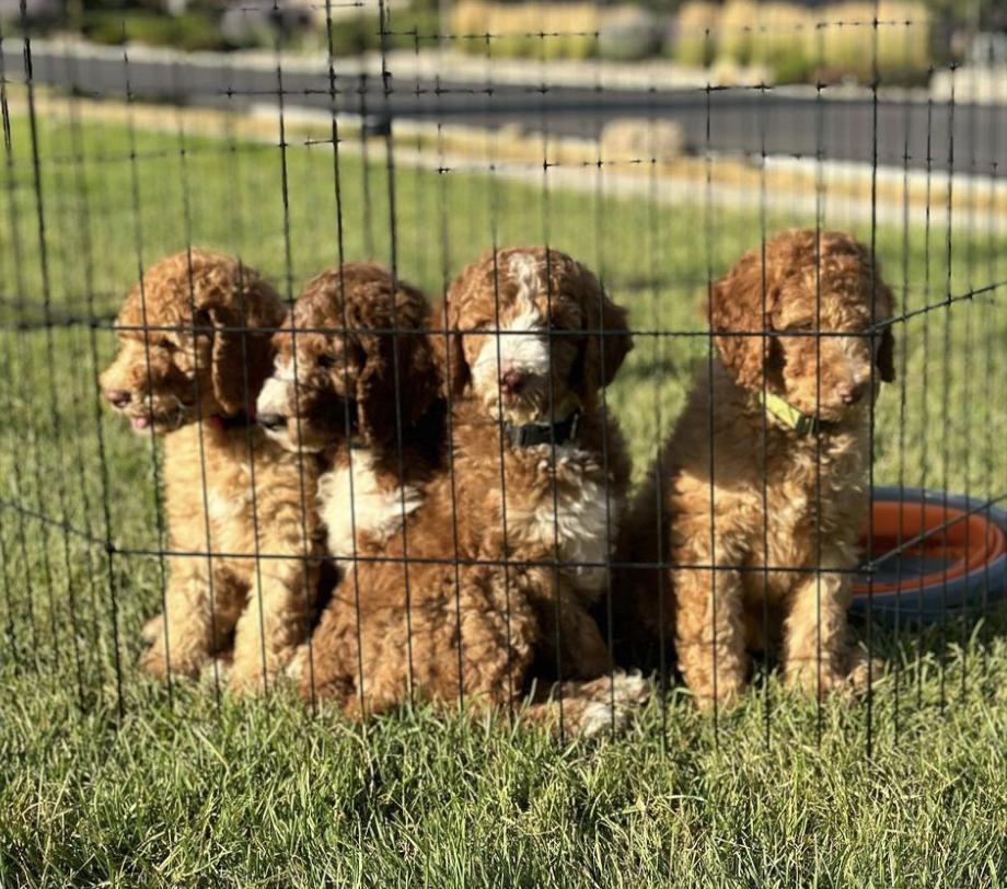 Fancy Poodles in Utah | Poodle puppies | Good Dog