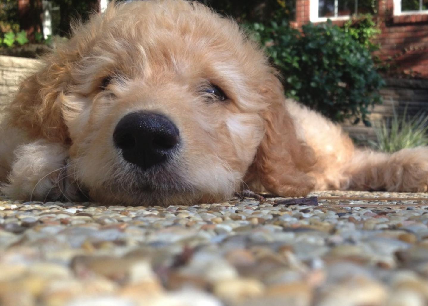 Dixie Magnolia Doodles in Mississippi | Goldendoodle, Labradoodle or ...