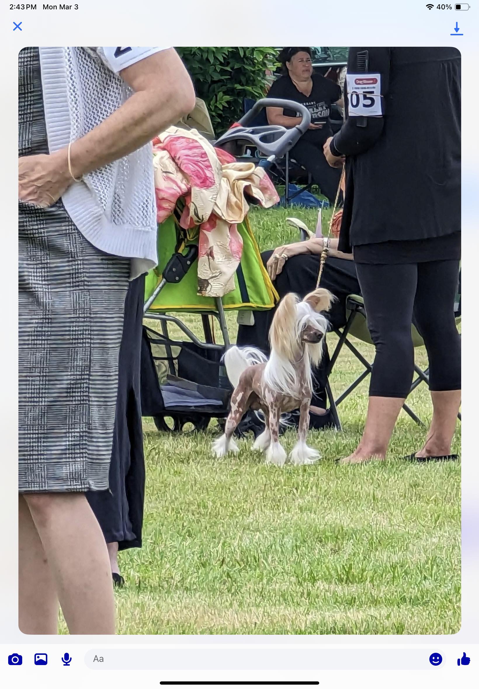 Colliwood Chinese Cresteds in New York | Chinese Crested puppies | Good Dog