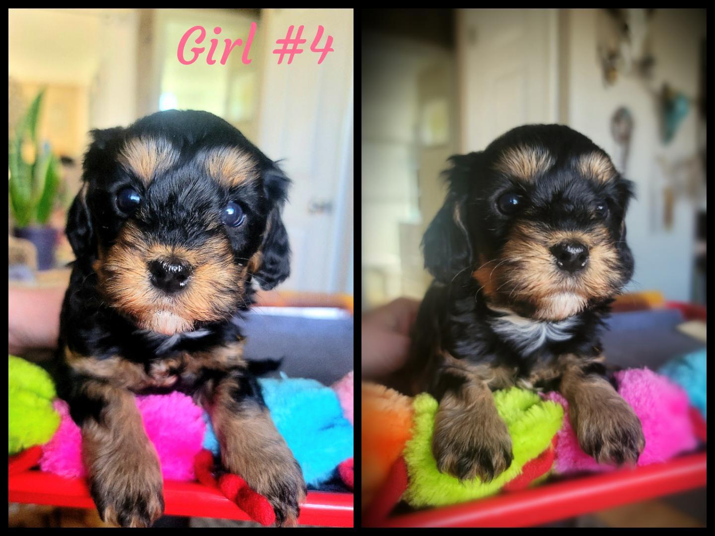 Kings Peak kennel in Utah | Cavapoo and Chihuahua puppies | Good Dog