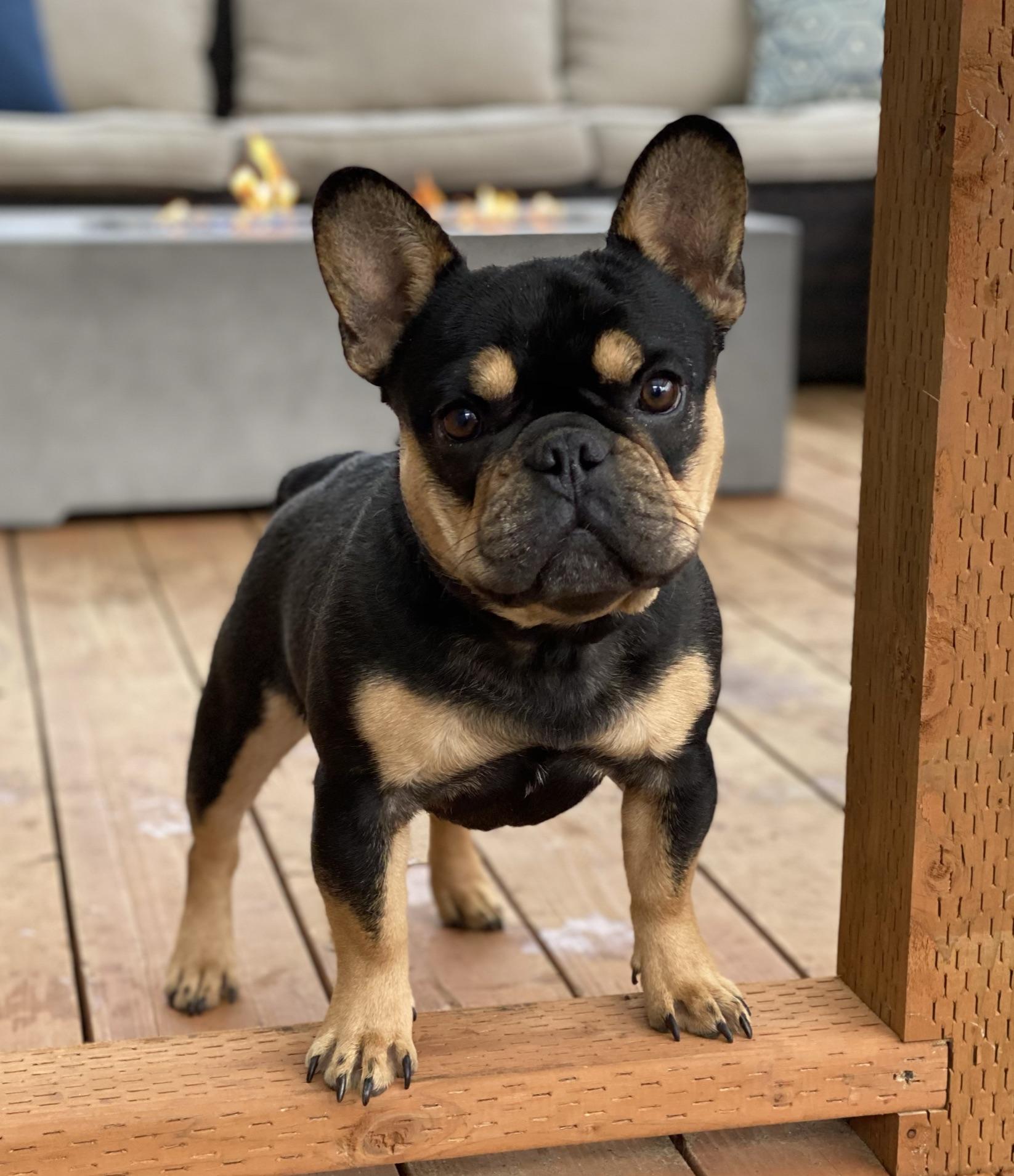 Cooper’s French Bulldogs in Washington | French Bulldog puppies | Good Dog