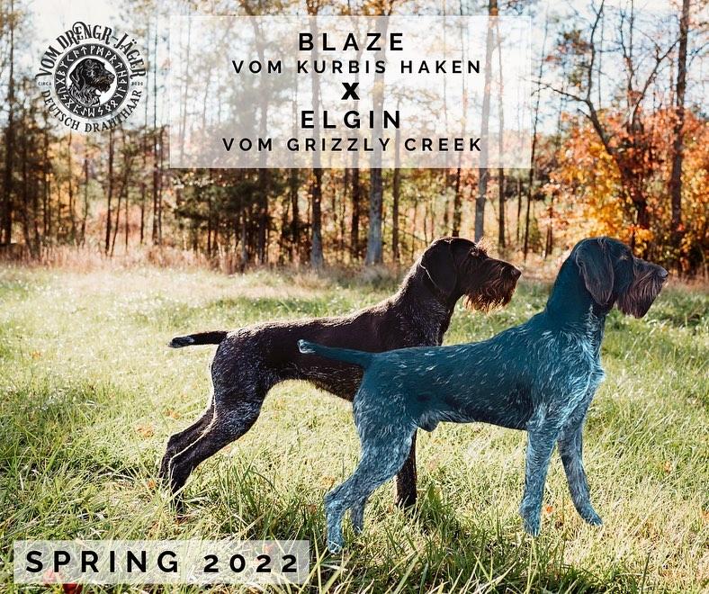 Jason Blais Blais in Virginia | Deutsch-Drahthaar puppies | Good Dog