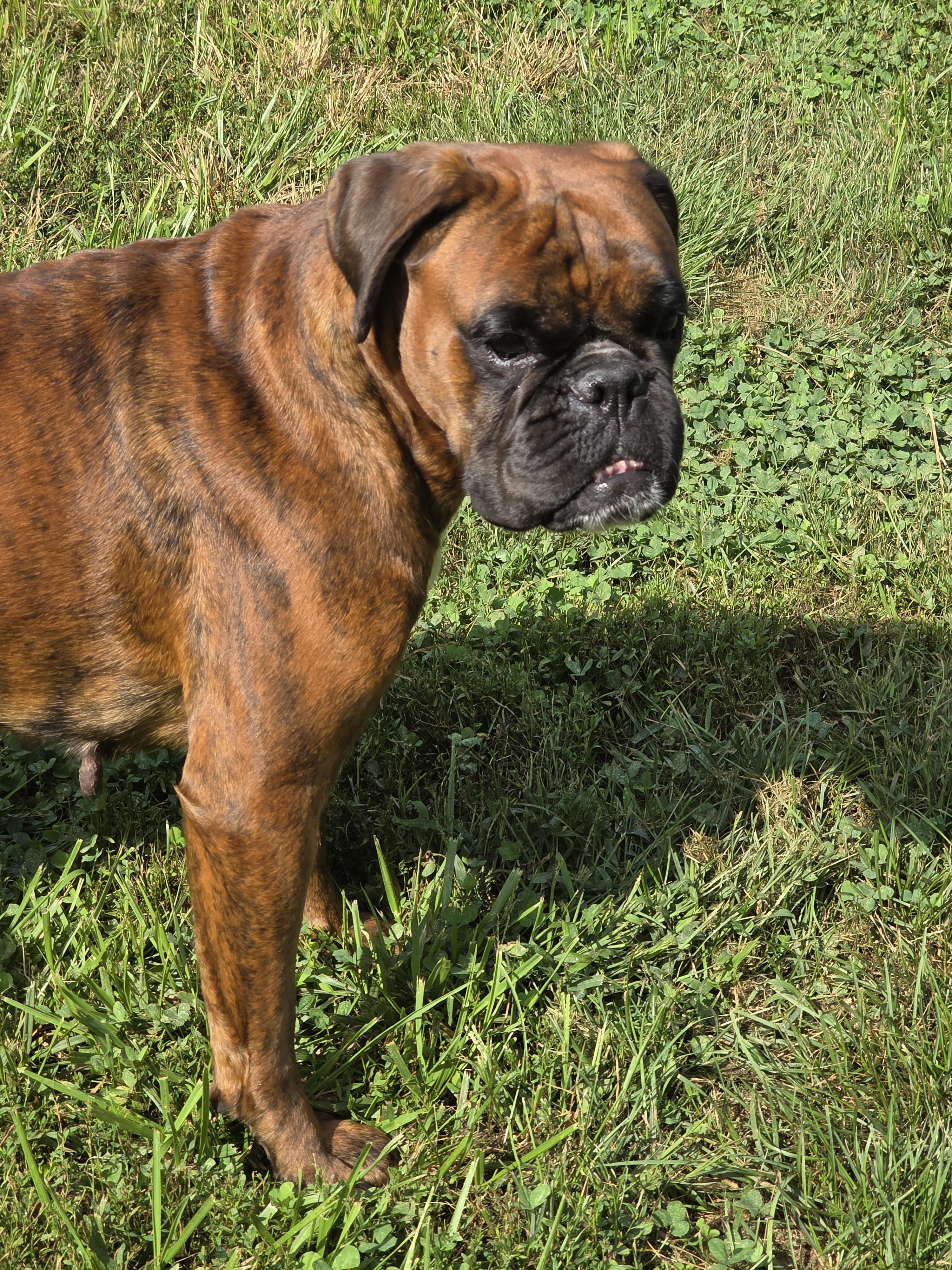 Hogan Creek Boxers in Indiana | Boxer puppies | Good Dog