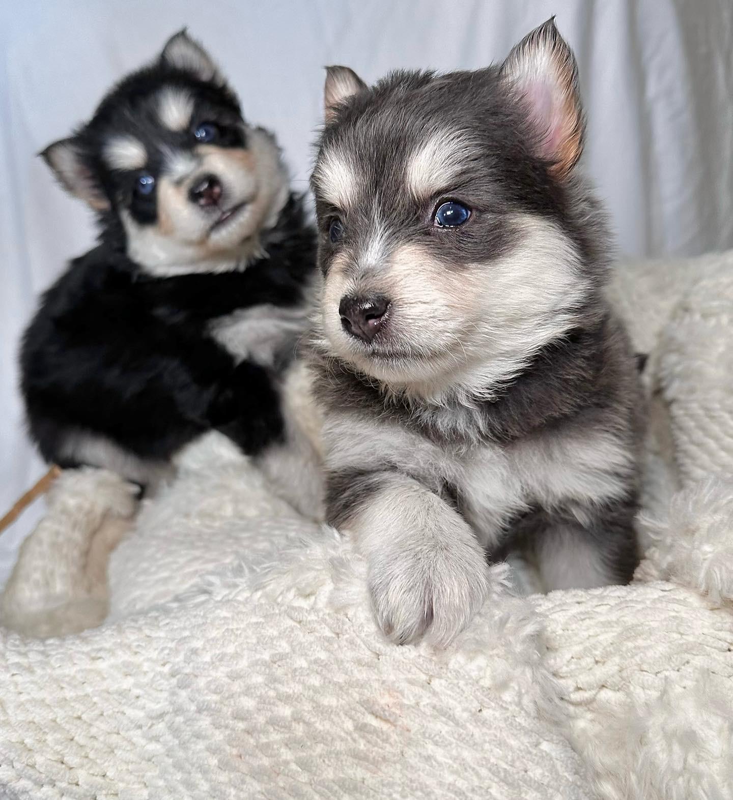 Midwest Pomskys in Wyoming | Pomsky puppies | Good Dog