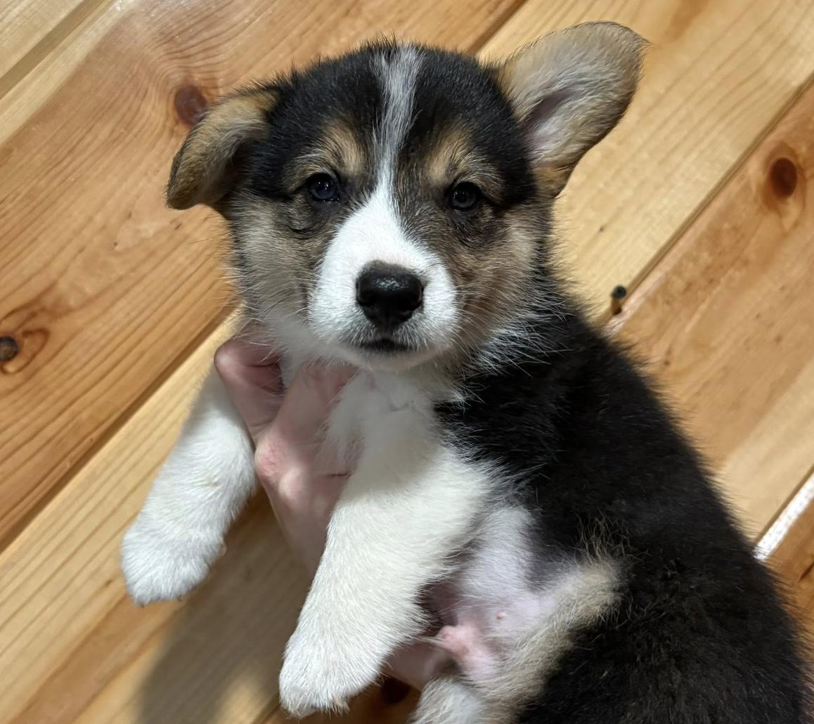 M Bar 2 corgis in Oklahoma | Pembroke Welsh Corgi puppies | Good Dog