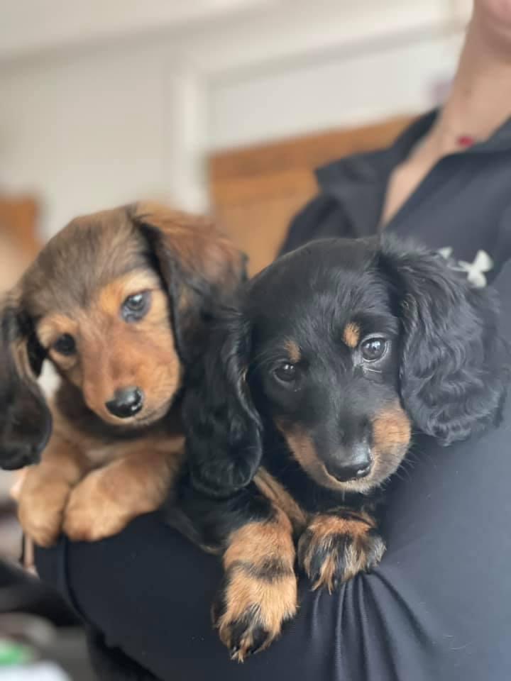 Bert’s Dachshunds in Missouri | Dachshund puppies | Good Dog