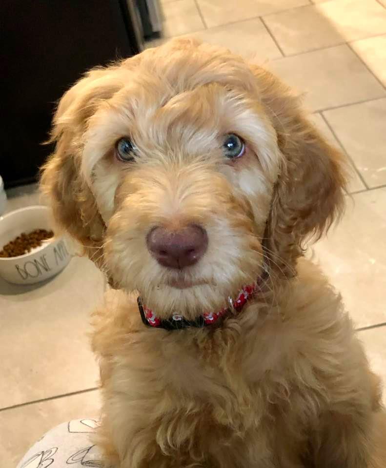 Snicker-Doodles in | Goldendoodle puppies | Good Dog