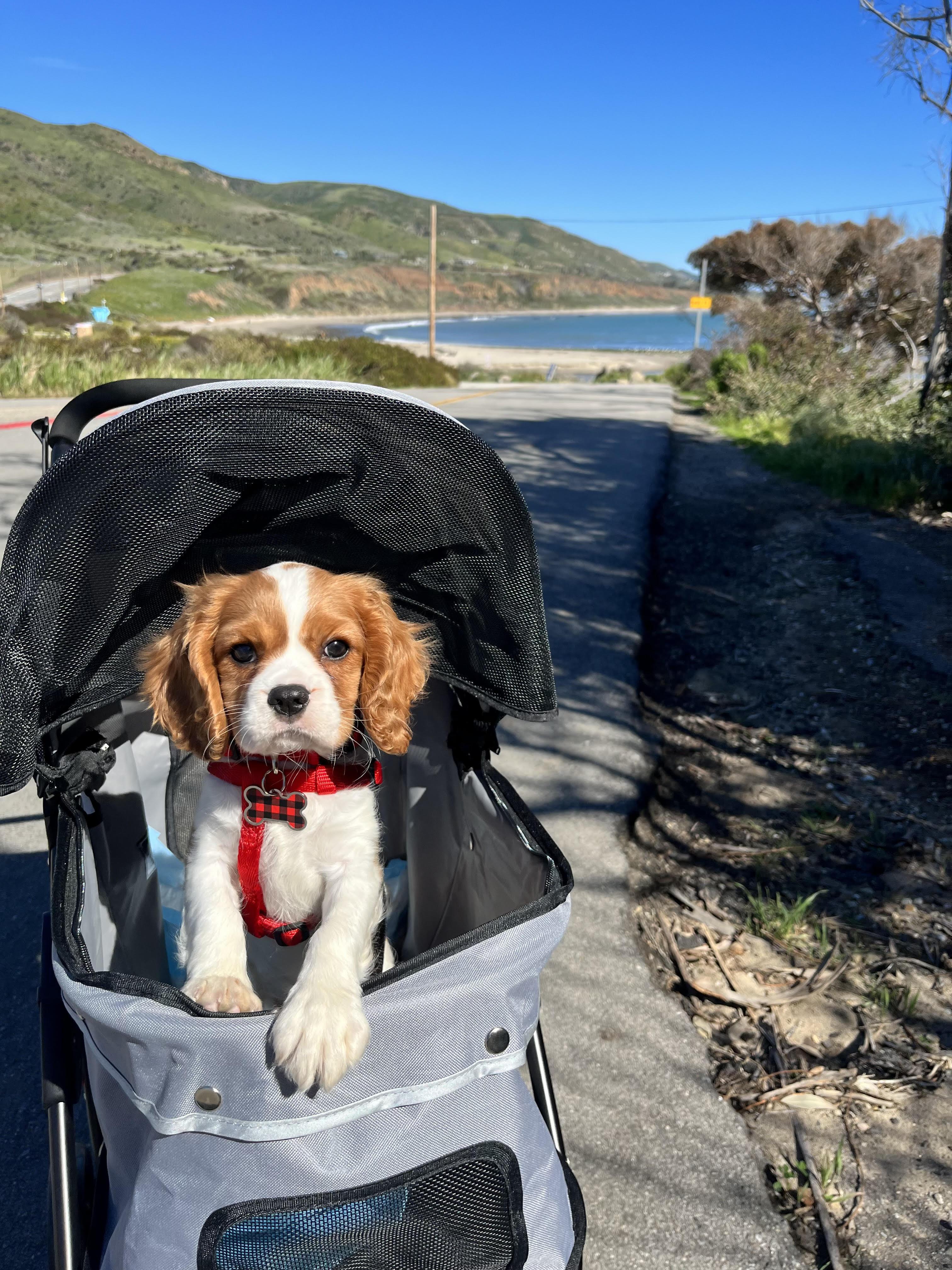 Fairytale Cavaliers in California | Cavalier King Charles Spaniel ...