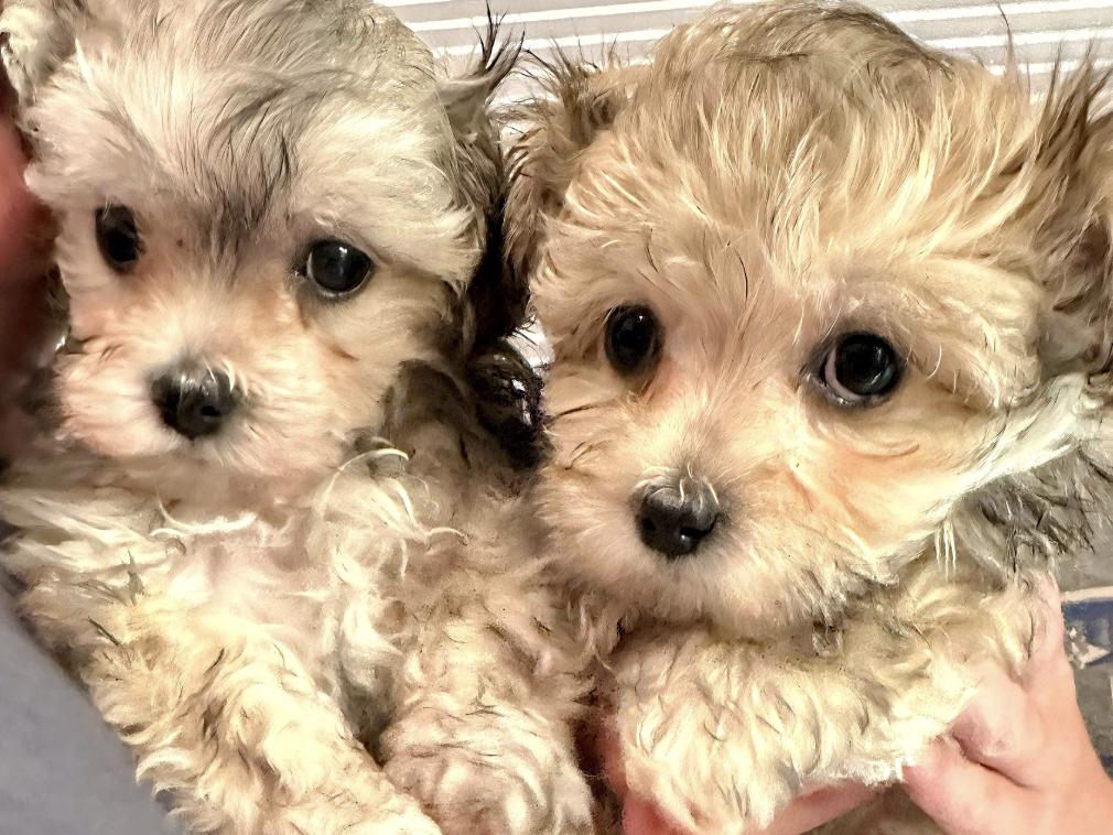 LMC Pups in Alabama | Maltese and Maltipoo puppies | Good Dog