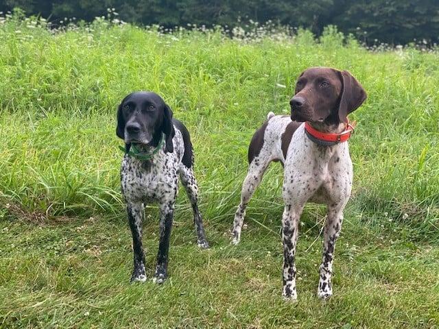 Hurricane Kennel in Wisconsin | German Shorthaired Pointer puppies ...