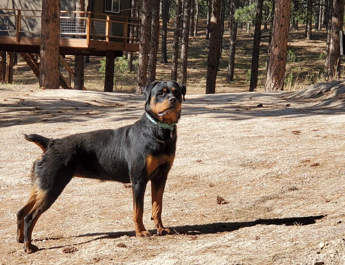 Blair Ranch Rottweilers in Colorado | Rottweiler puppies | Good Dog