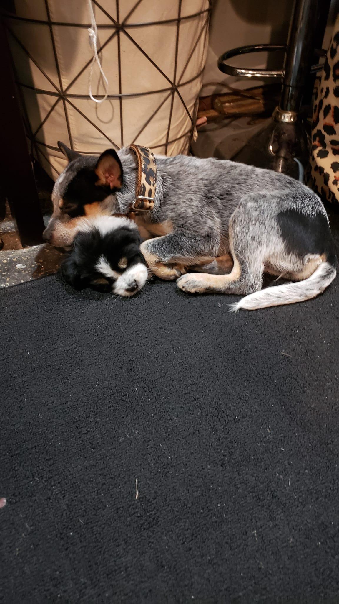 Dennison Family Farms in Louisiana | Australian Cattle Dog puppies ...