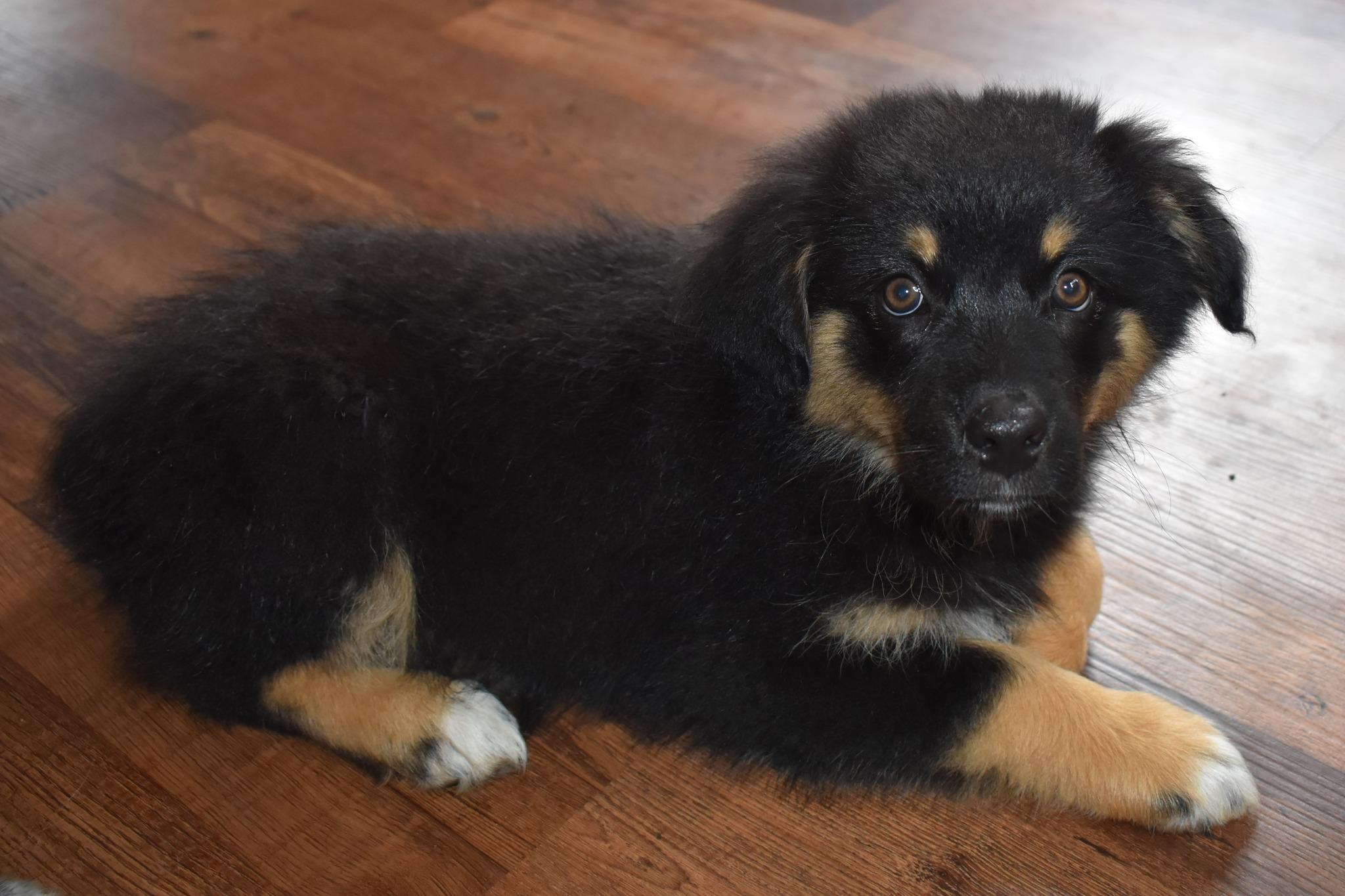 Royal Australian Shepherds in Oregon | Australian Shepherd puppies ...