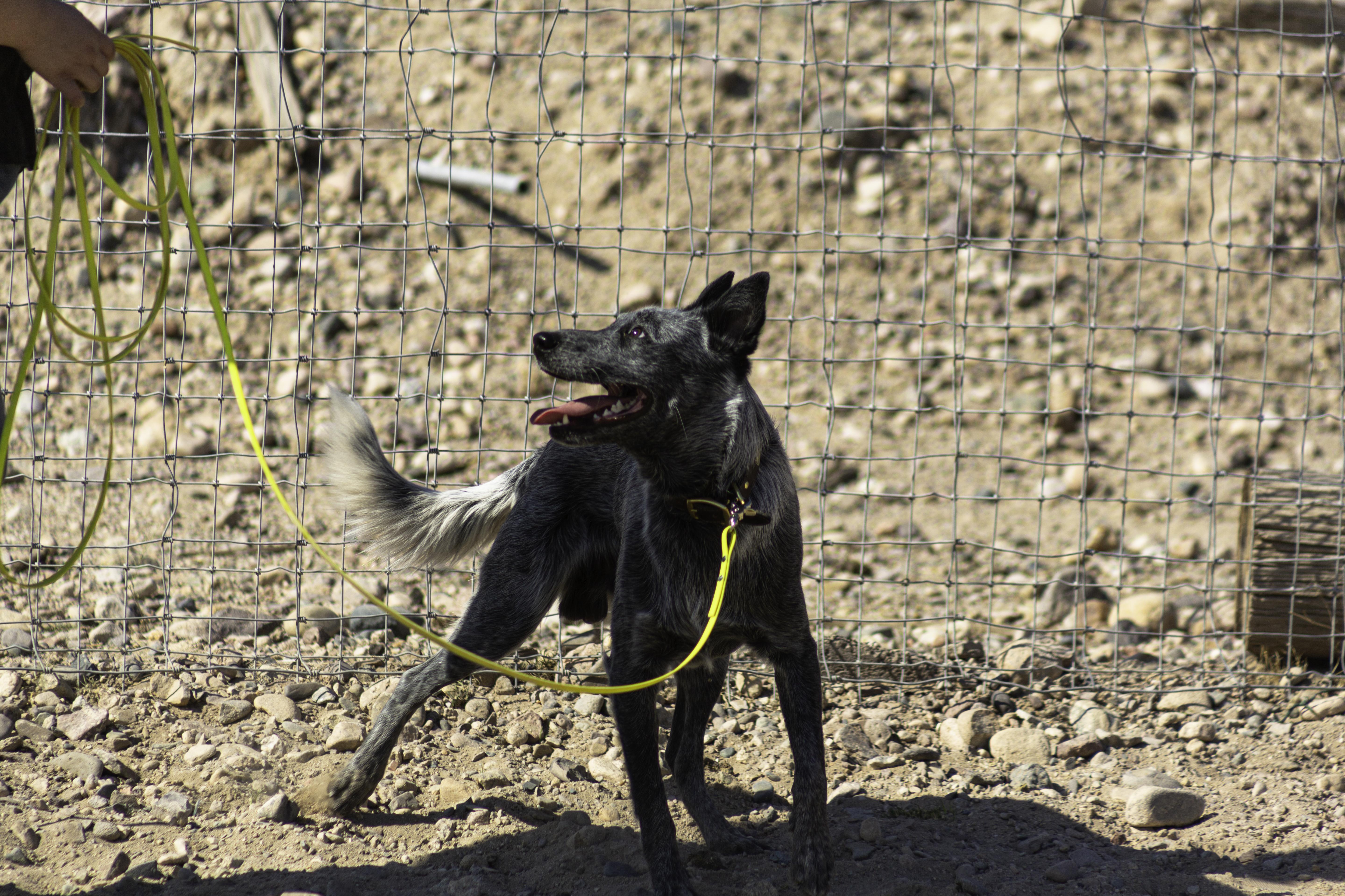Butterfly Butte Australian Cattle Dogs in Arizona | Australian Cattle ...