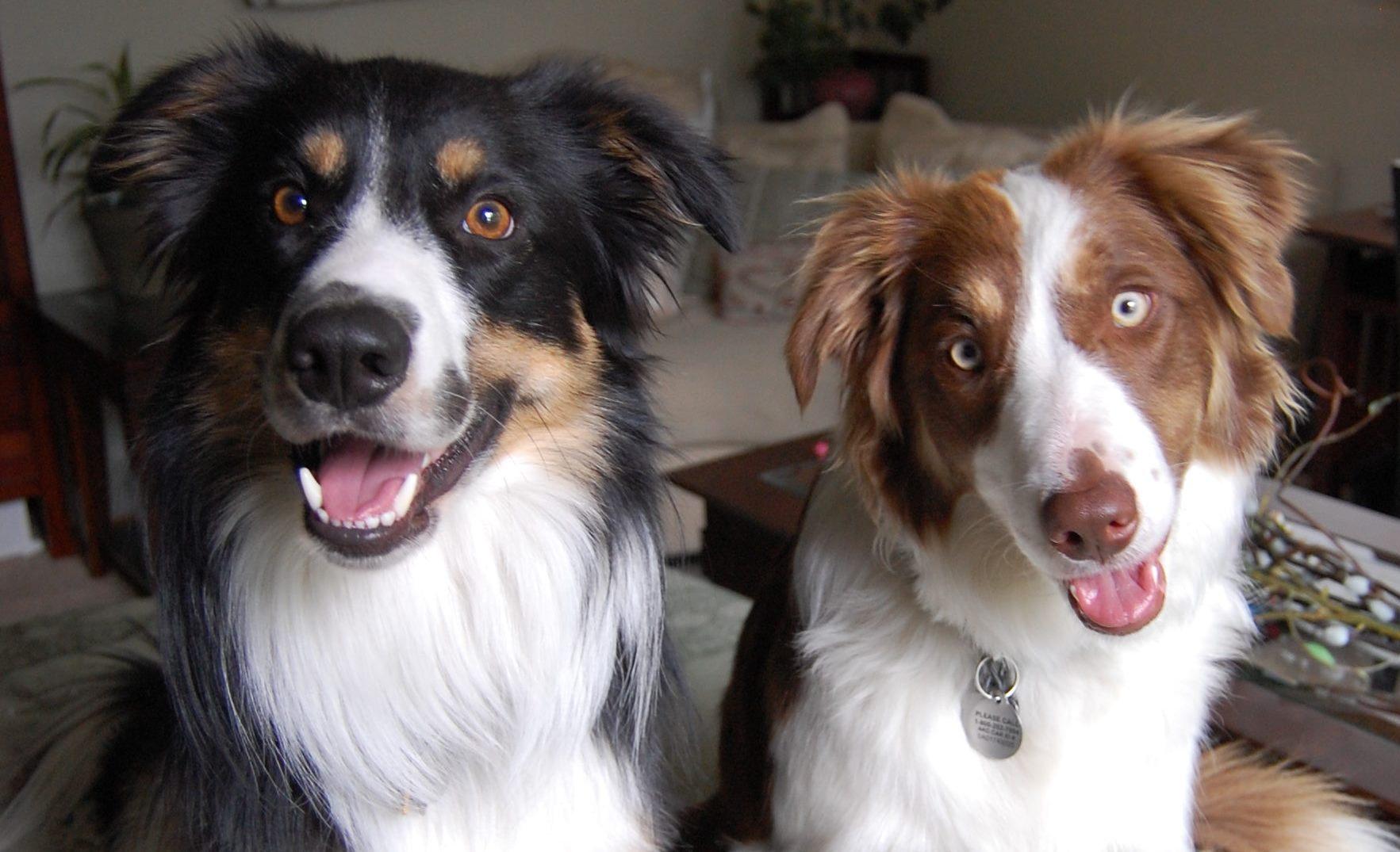 AWE Border Collies in Colorado | Border Collie puppies | Good Dog