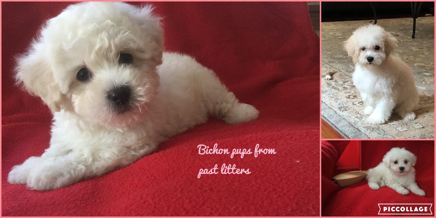Our Lovely Pups in Massachusetts | Bichon Frise, Havanese or Lhasa Apso ...