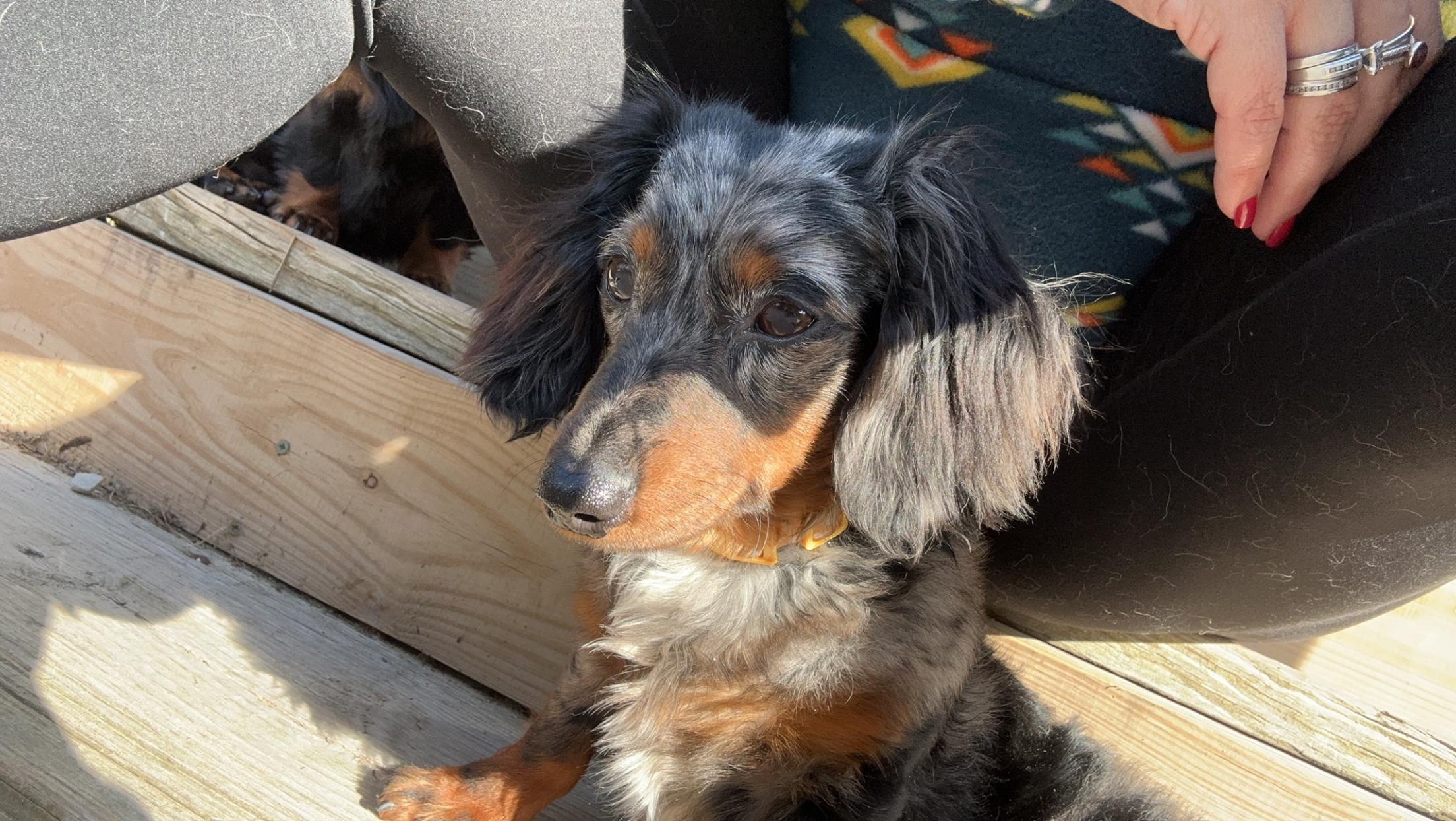 Jessica's French Bulldogs and Dachshunds in Missouri | Dachshund and ...