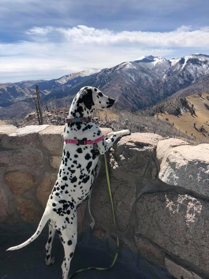 ECMO Farm Dalmatians & Labrador Retrievers in New Mexico | Dalmatian ...