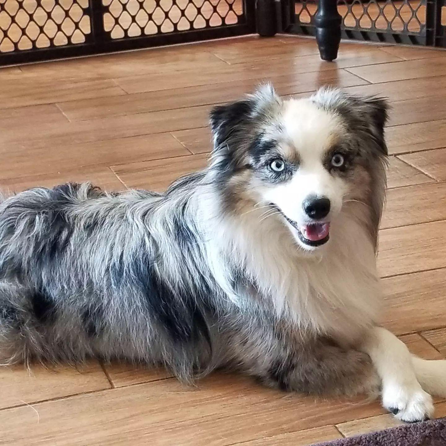 Tiny Paws Aussies in Arizona | Toy Australian Shepherd puppies | Good Dog