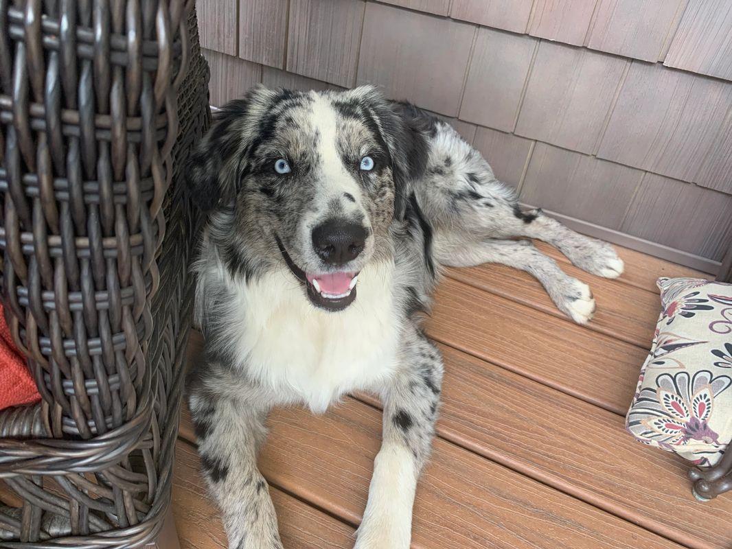 Lil Rhody Blues Australian Shepherds in Rhode Island | Australian ...