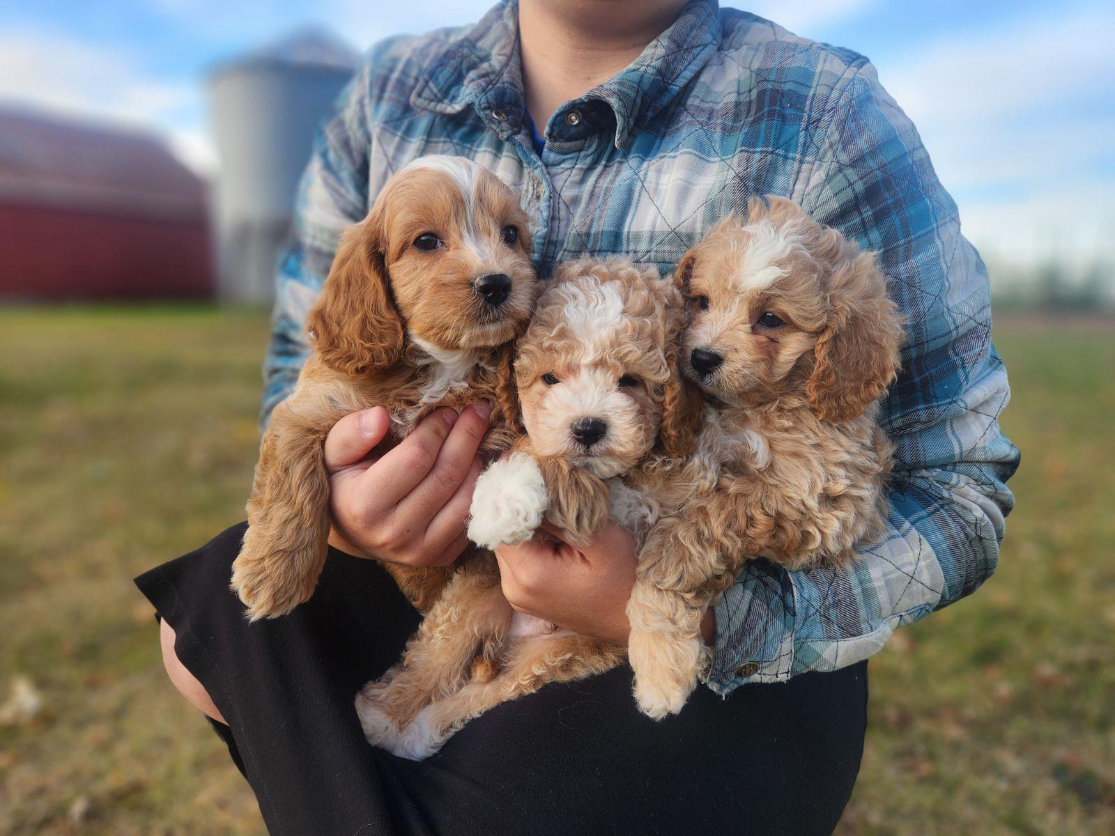 Barnyard Dachshunds, Dals & Doodles in Iowa | Cavapoo and Dachshund ...