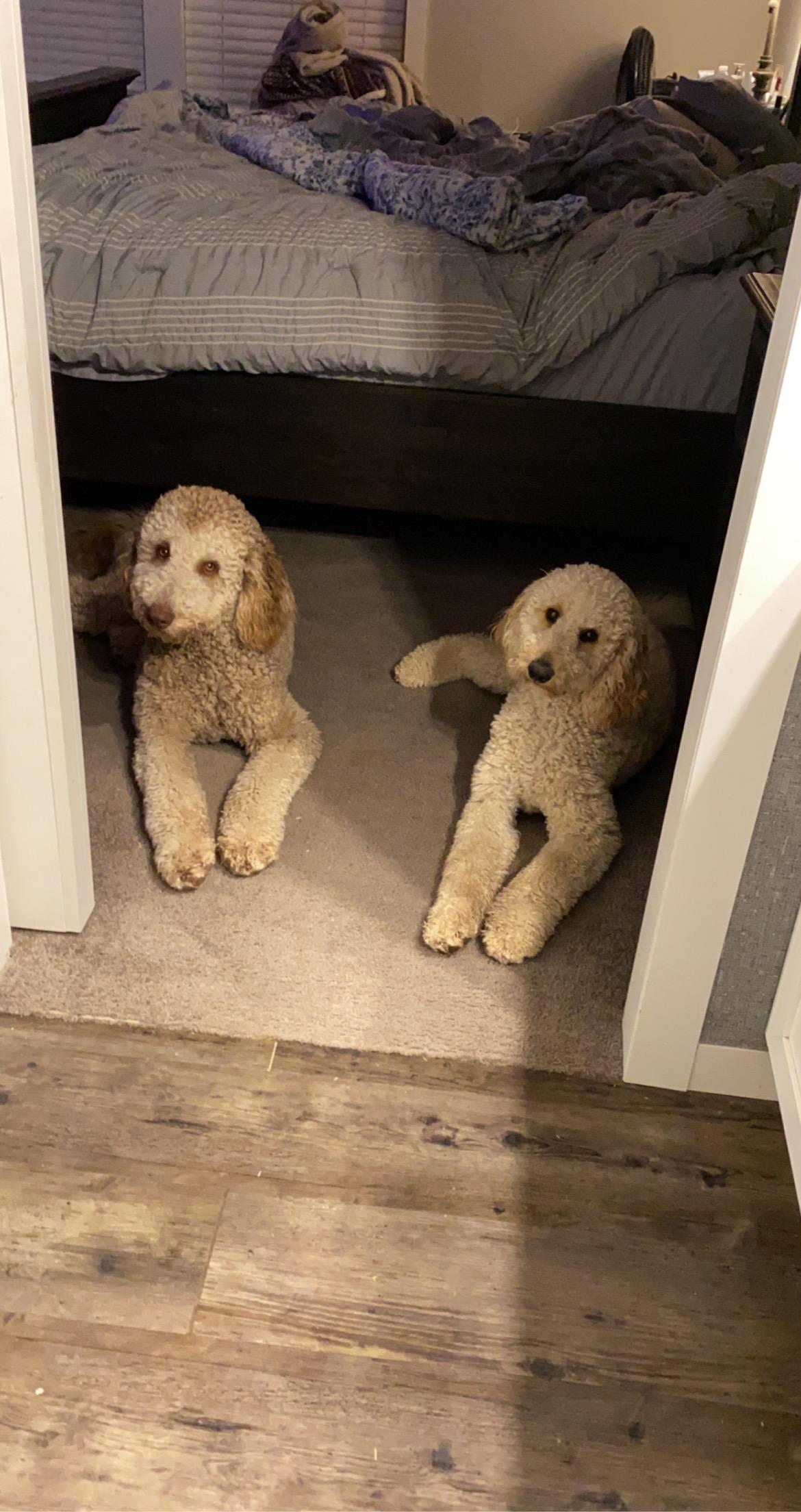 Woods Doodle Co. in Oklahoma | Goldendoodle puppies | Good Dog