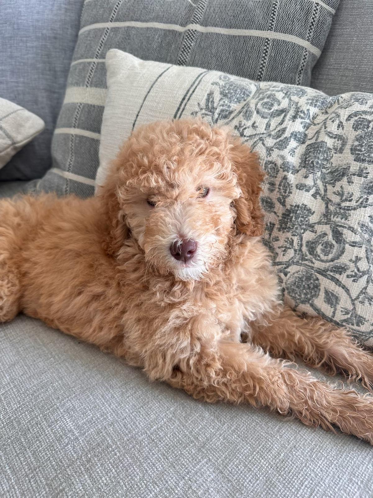 Siesta Key Doodles in Florida | Goldendoodle puppies | Good Dog