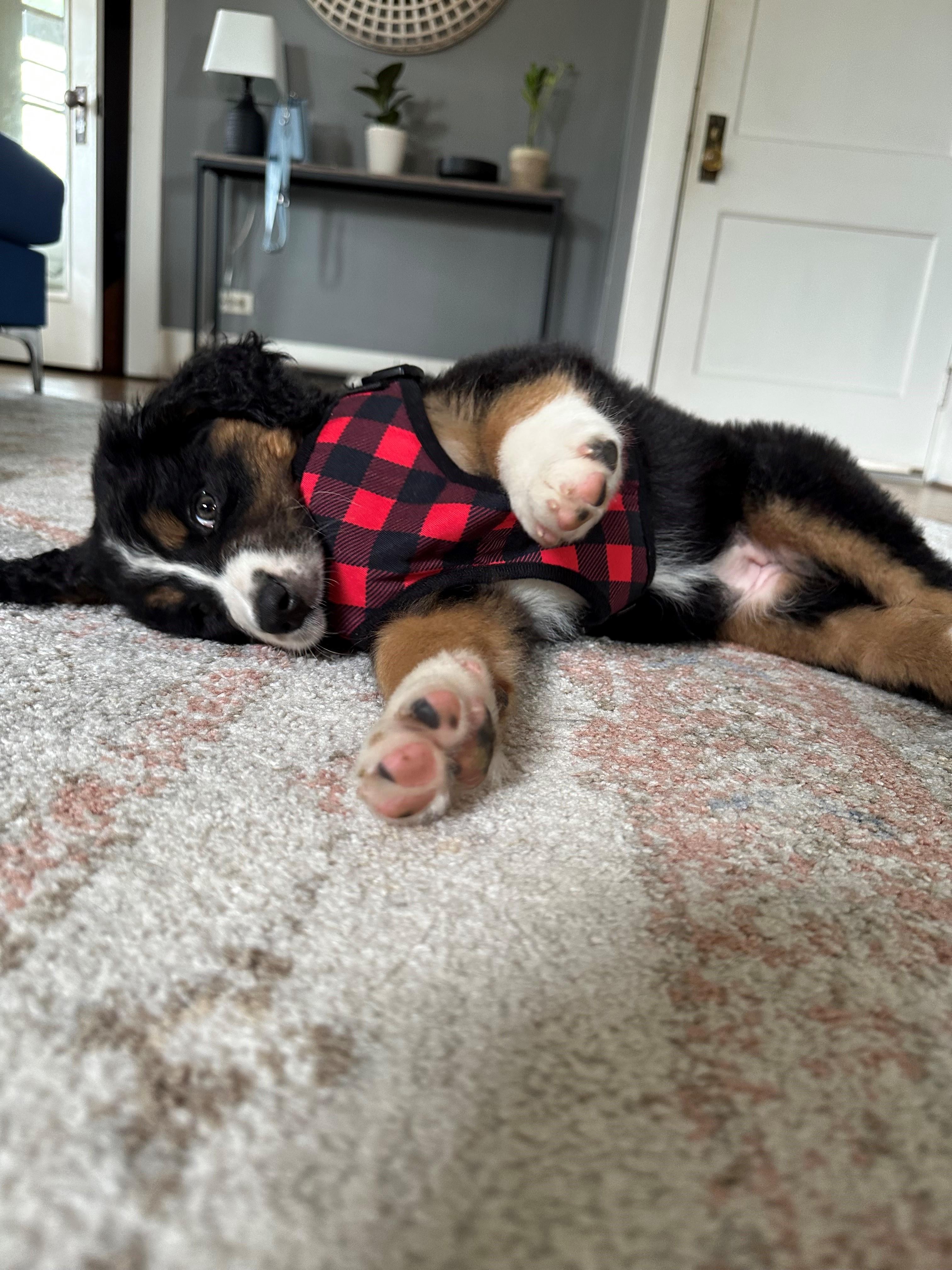 Buckingham's Bernedoodle Buddies in Ohio | Bernedoodle puppies | Good Dog