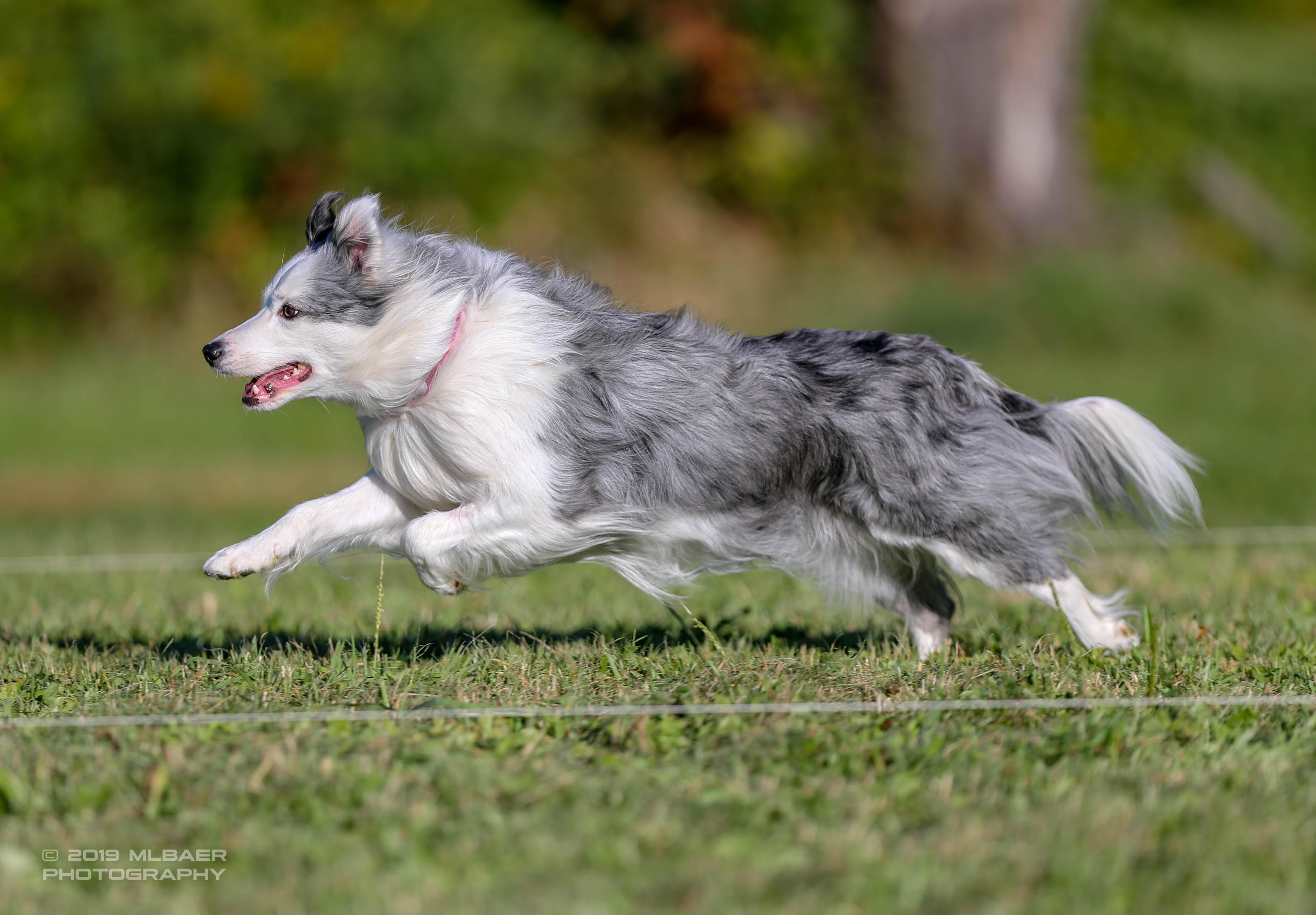Terrasen Border Collies in Massachusetts | Border Collie puppies | Good Dog