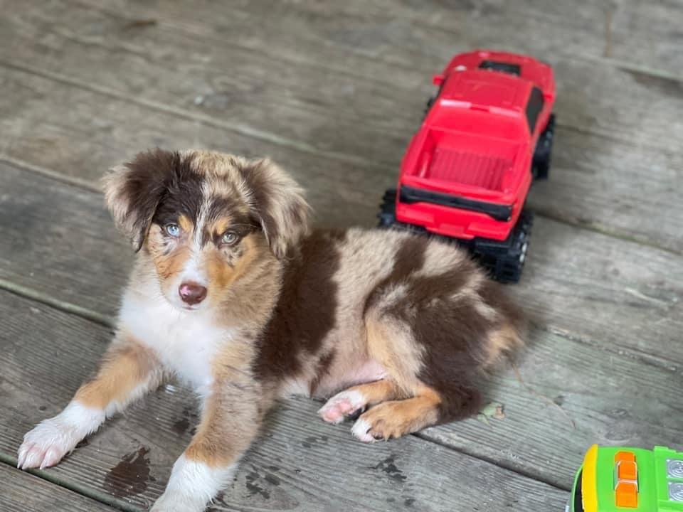 Sittin’ Pretty Aussies in Texas | Australian Shepherd puppies | Good Dog