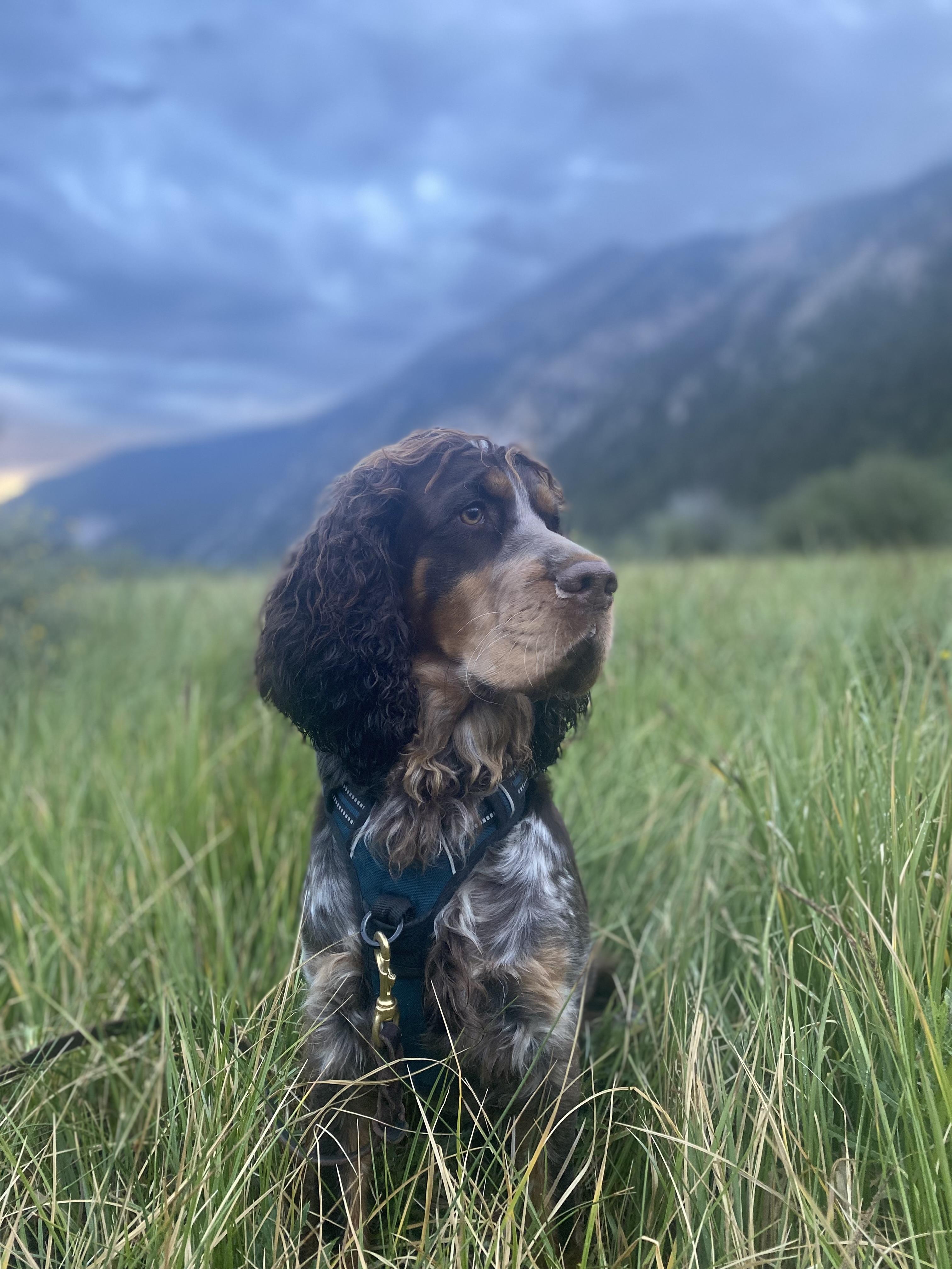 Majestic Mountain Springs in Colorado | English Springer Spaniel ...
