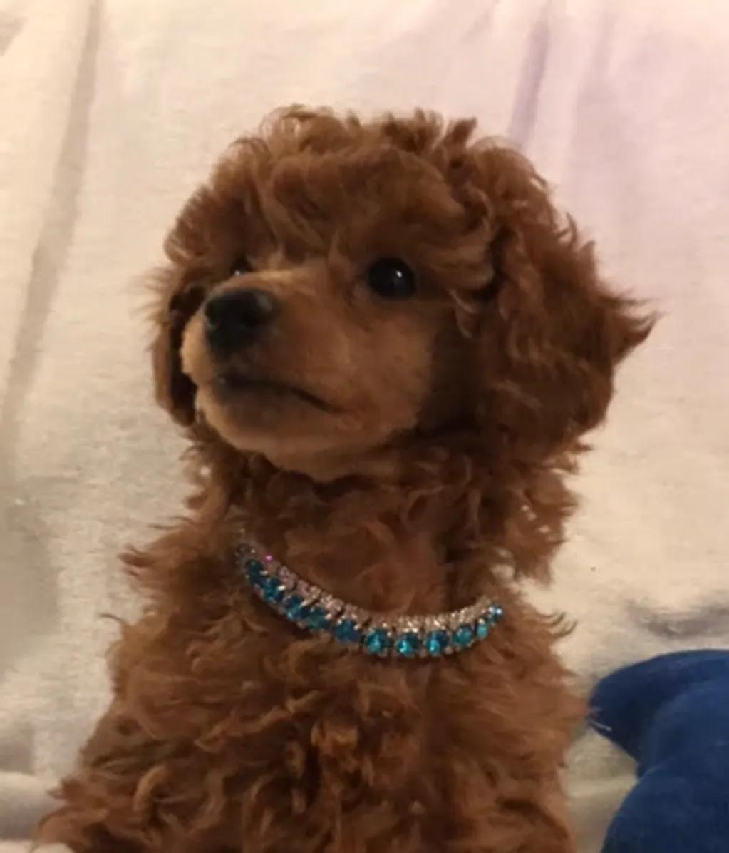 Always Best Kennels, Inc in Florida | Poodle puppies | Good Dog