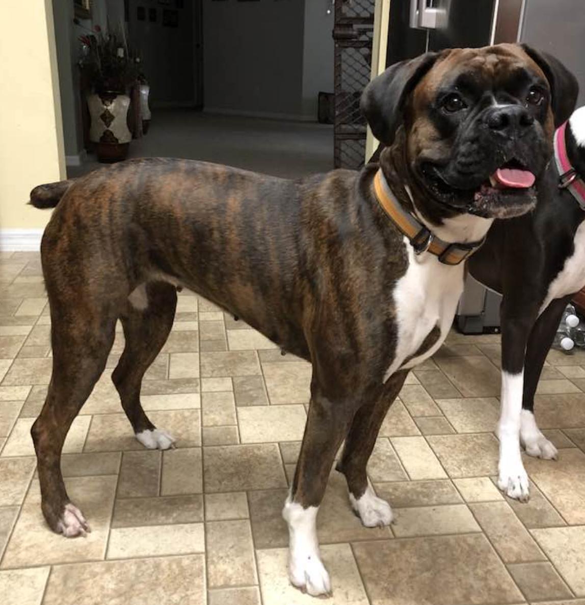 SMART AKC Boxers in Florida | Boxer puppies | Good Dog