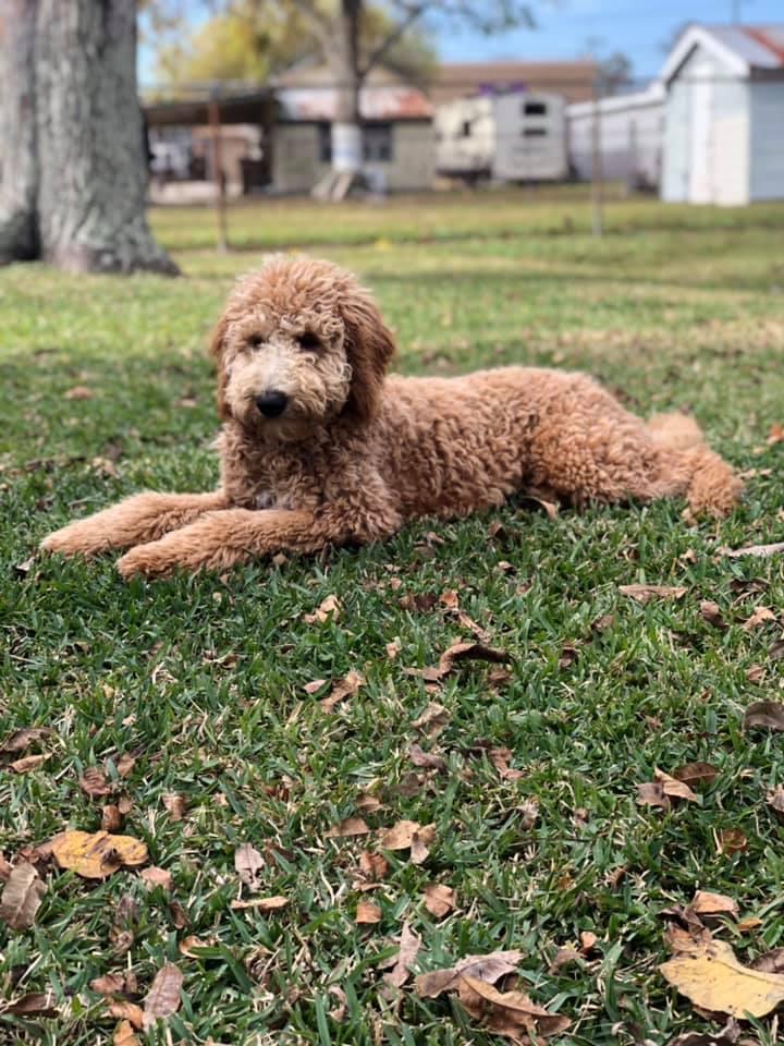 Glamour Doodles of LA 2 in Louisiana | Goldendoodle puppies | Good Dog
