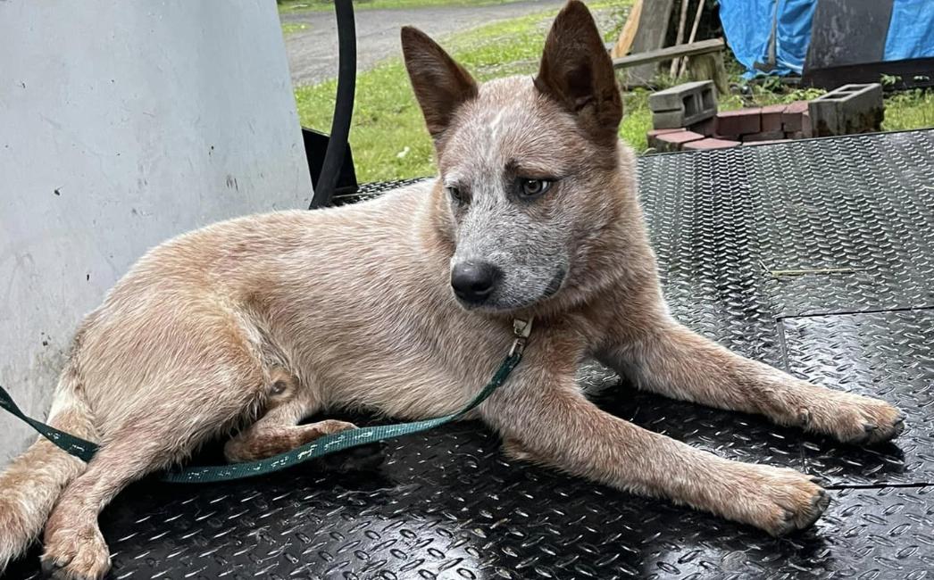 Circle V Ranch Cattle Dogs in Pennsylvania | Australian Cattle Dog ...