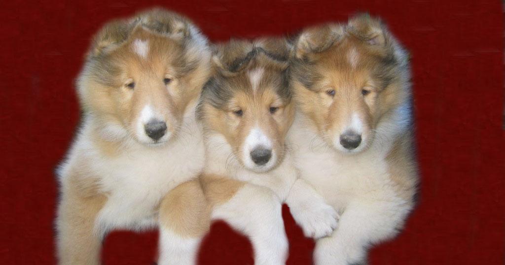 Riverrun Collies in Colorado | Collie puppies | Good Dog