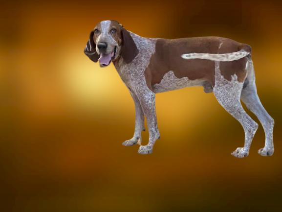 Wetapo Creek Kennel in Alabama | American English Coonhound, Bluetick ...