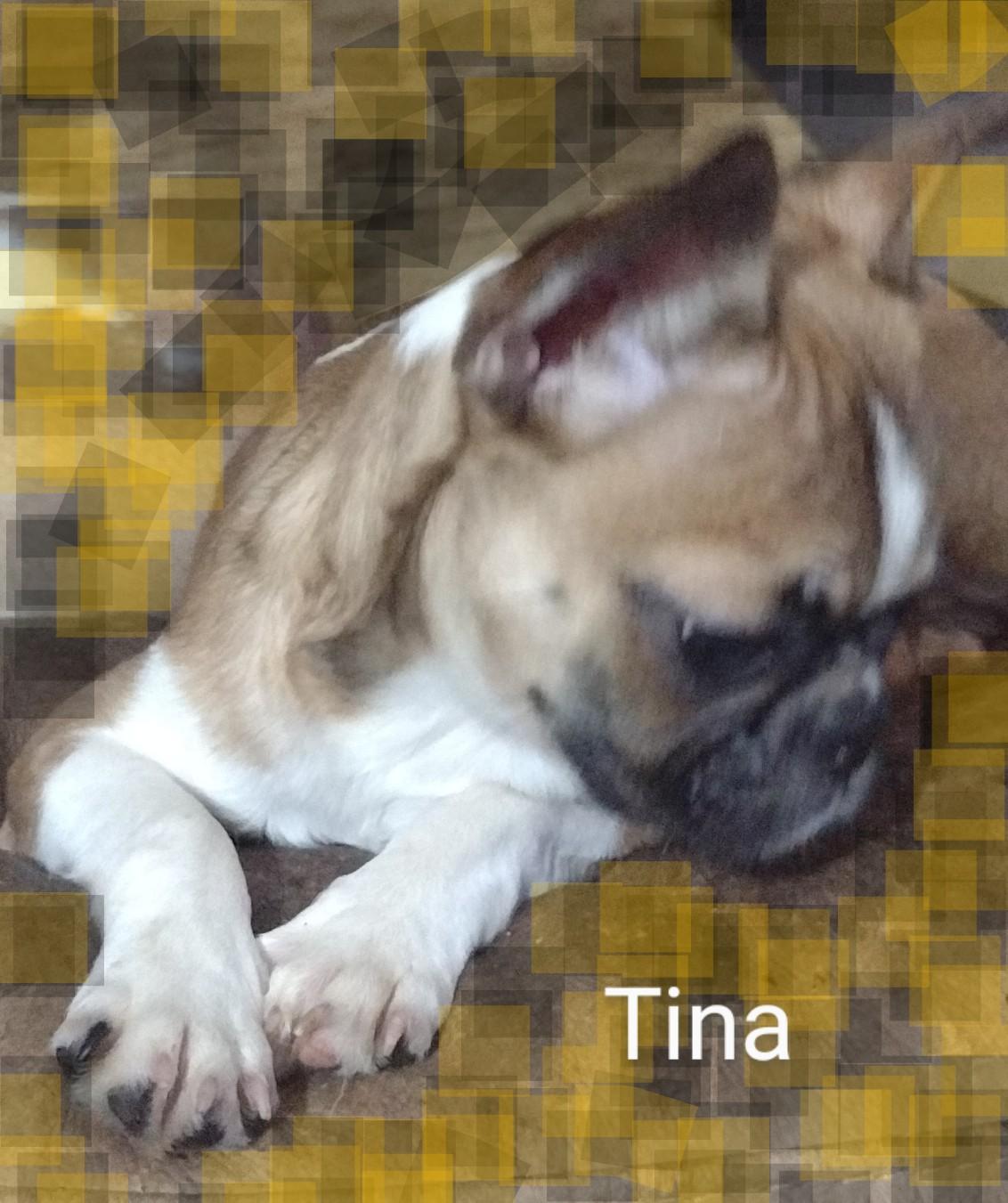 Thomas's Boston Terriers in Alabama | Boston Terrier puppies | Good Dog