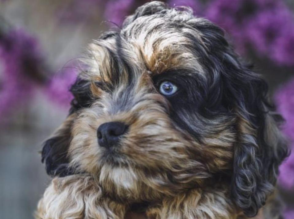 Cricket Hollow Canines in West Virginia | Cockapoo, German Shepherd ...