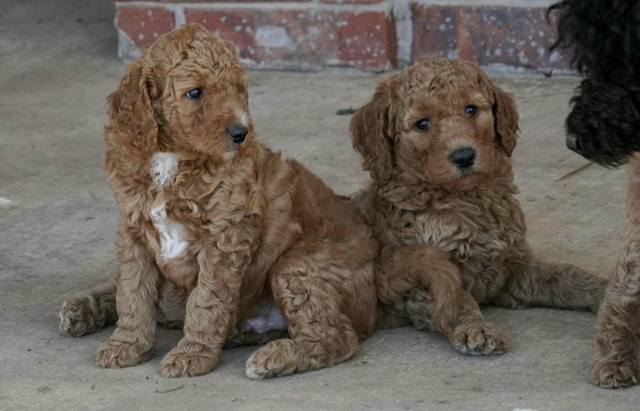 Spoiledrottn4u in Oklahoma | Goldendoodle puppies | Good Dog