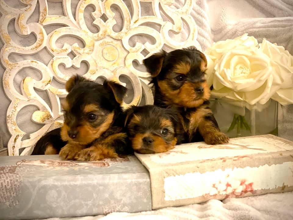 Cuddle Wind Yorkies in Minnesota | Yorkshire Terrier puppies | Good Dog