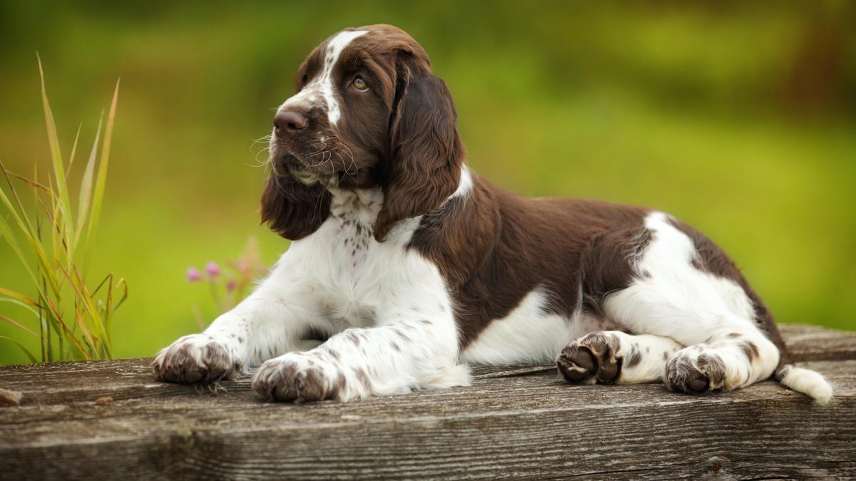 25 cute Purebred English Springer Spaniel puppies for sale | Good Dog