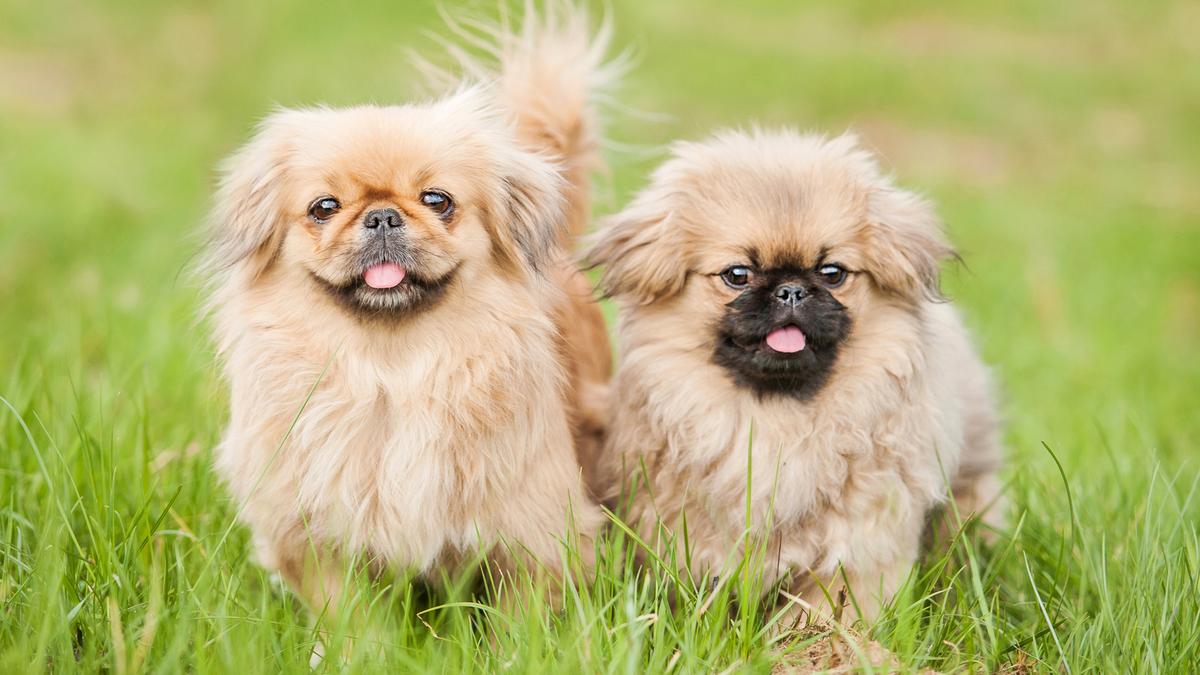 25 cute AKC Registered Pekingese puppies for sale | Good Dog