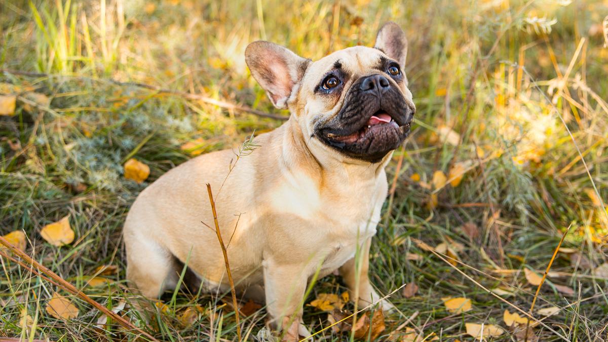 25 cute Purebred French Bulldog puppies for sale | Good Dog