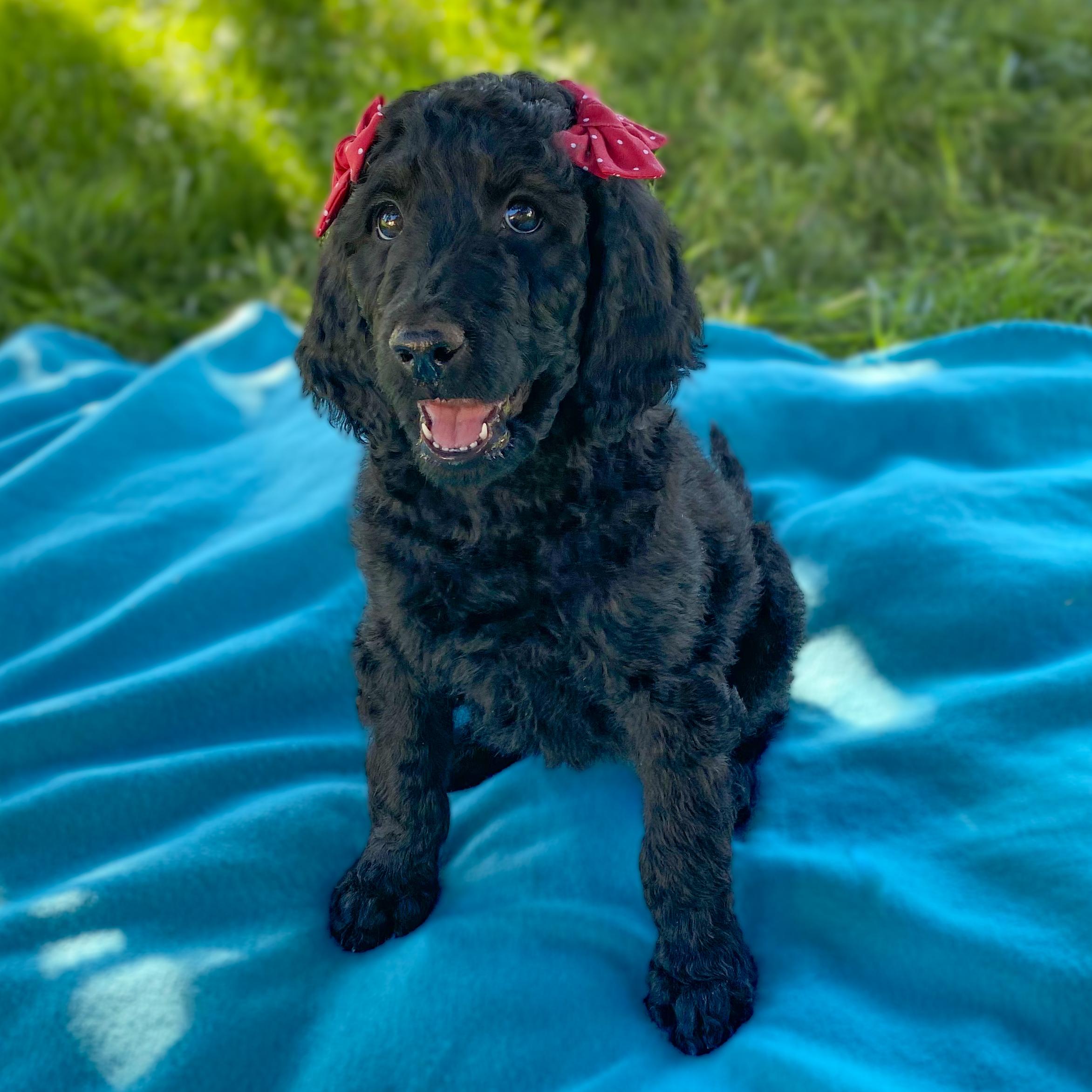 Bruce and Emma Doodles in Utah | Double Doodle puppies | Good Dog