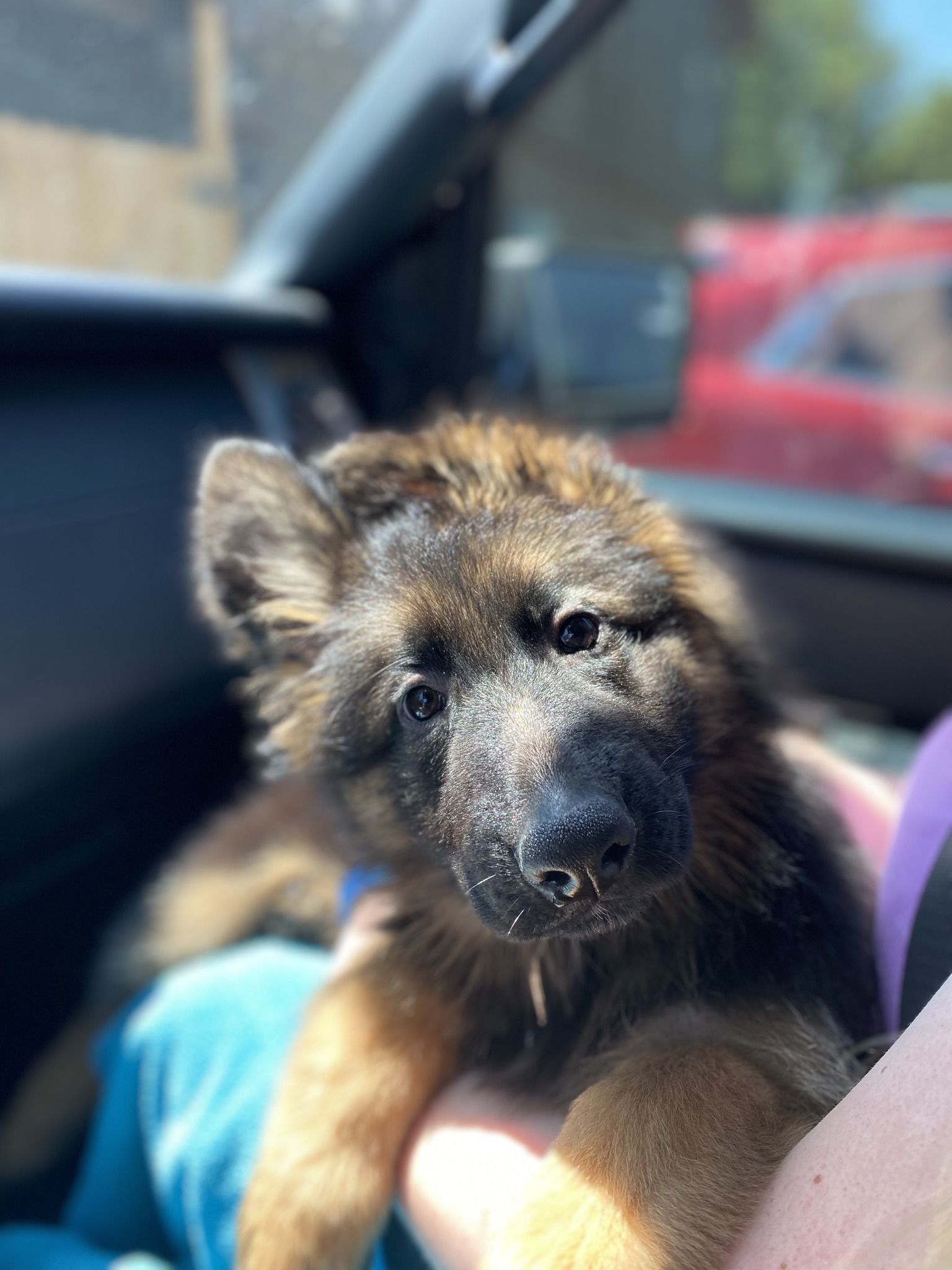 Majestic GSD Kennels in Texas | German Shepherd puppies | Good Dog